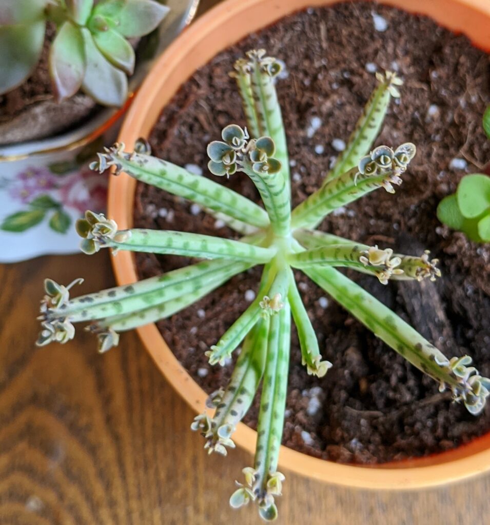 Mother of Millions - Plants for beginners